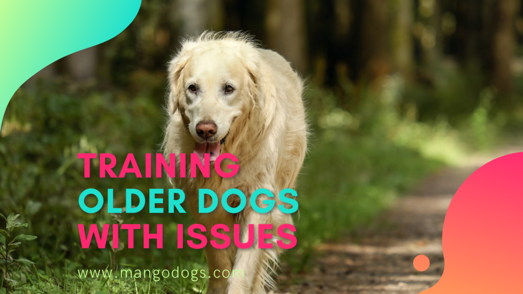 Training Older Dogs With Issues