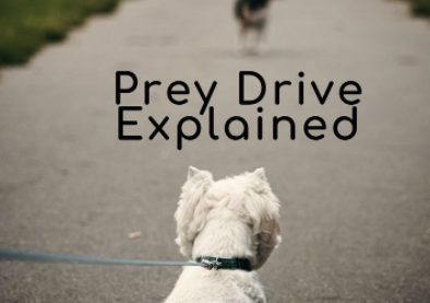 Prey Drive Explained