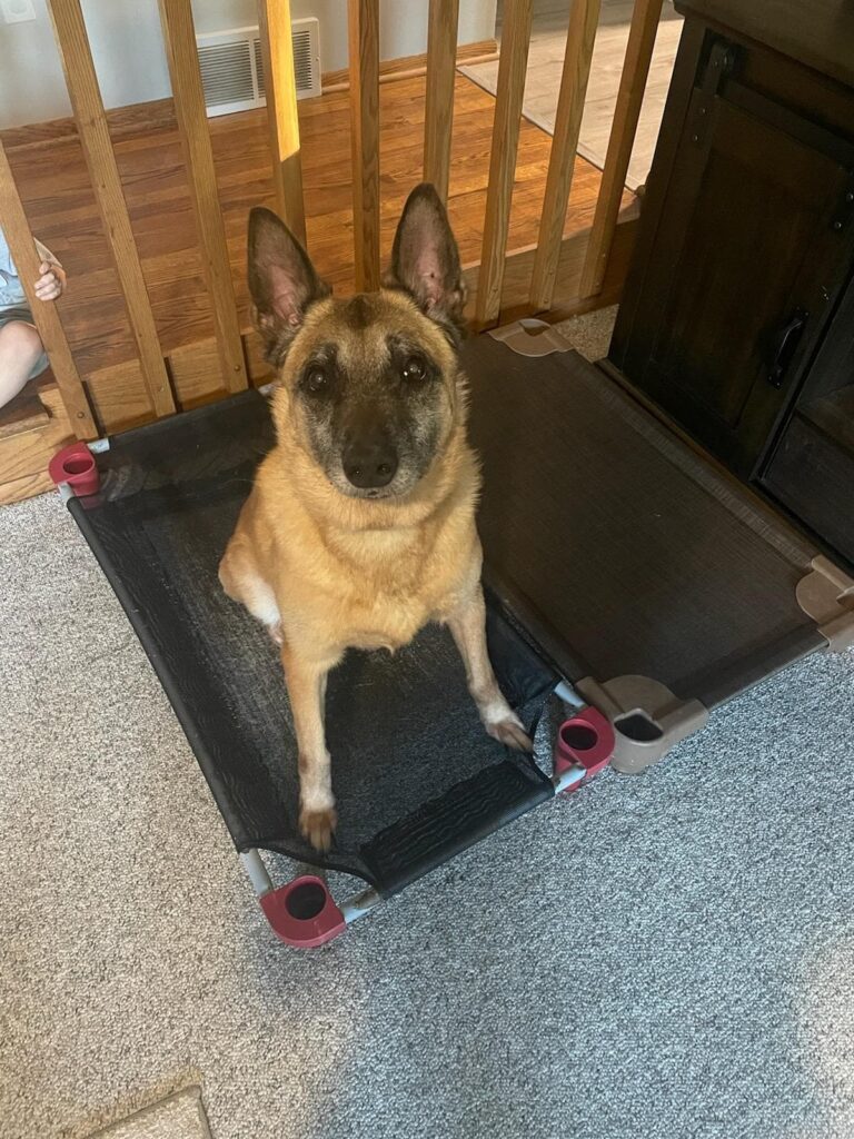 Belgian Malinois Dog Specialist Private Training